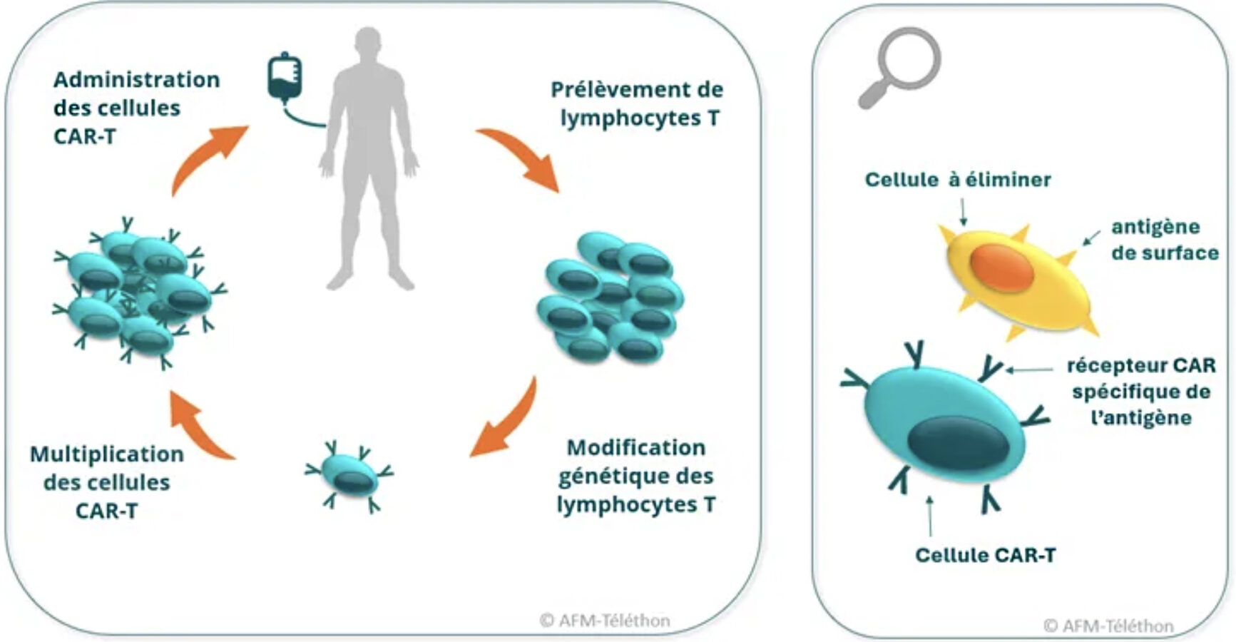 Les cellules CAR-T, des outils thérapeutiques dépassant la cancérologie ...